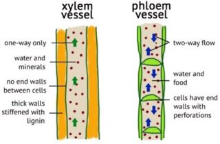 Jaringan Tumbuhan - Ciri-ciri, Fungsi, Struktur, Macam-macam
