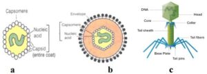 Virus - Pengertian, Ciri-ciri, Bentuk, Struktur Tubuh, Klasifikasi ...