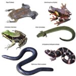 Hewan Vertebrata - Pengertian, Ciri-ciri, Klasifikasi, vs Invertebrata ...