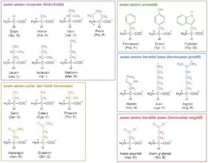 Biomolekul - Karbohidrat, Protein, Lipid, Asam Nukleat: Struktur, Uji ...